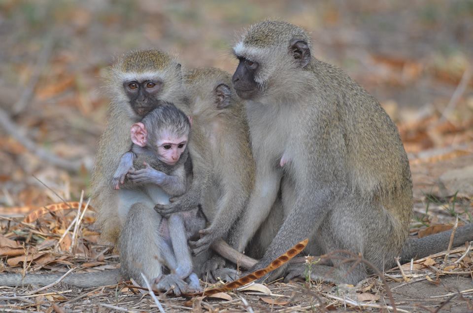 Monkey Photo Shoot | WildCam Gorongosa