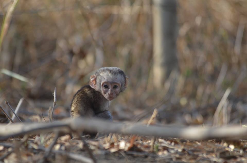 Monkey Photo Shoot | WildCam Gorongosa