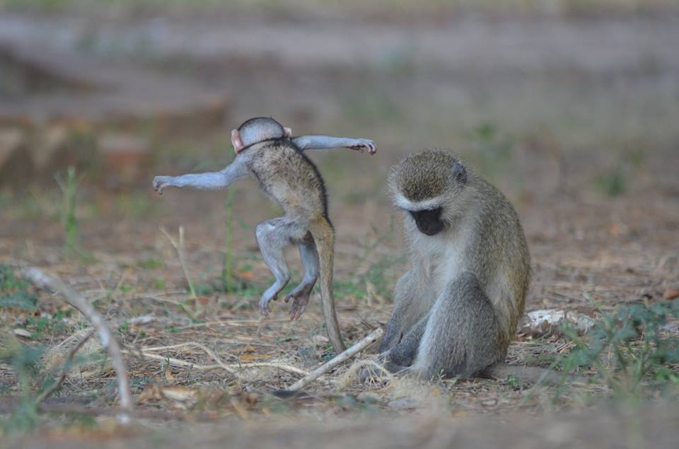 Monkey Photo Shoot | WildCam Gorongosa