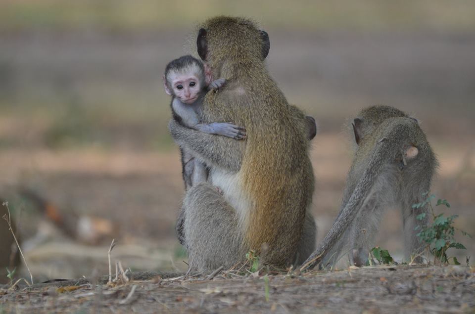 Monkey Photo Shoot | WildCam Gorongosa