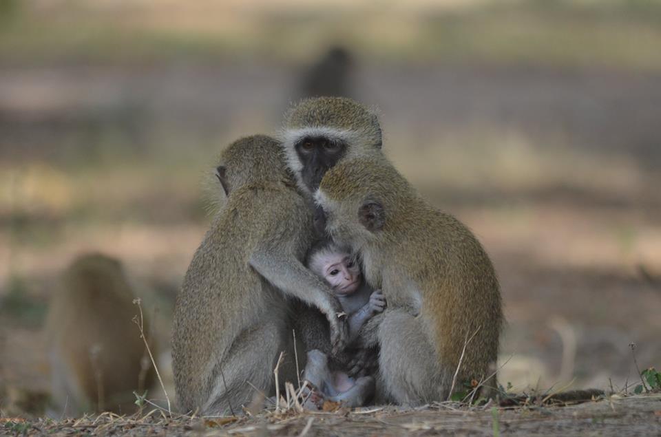 Monkey Photo Shoot | WildCam Gorongosa