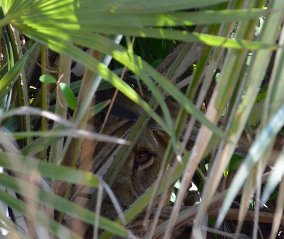 Tracking Elusive Lions | WildCam Gorongosa